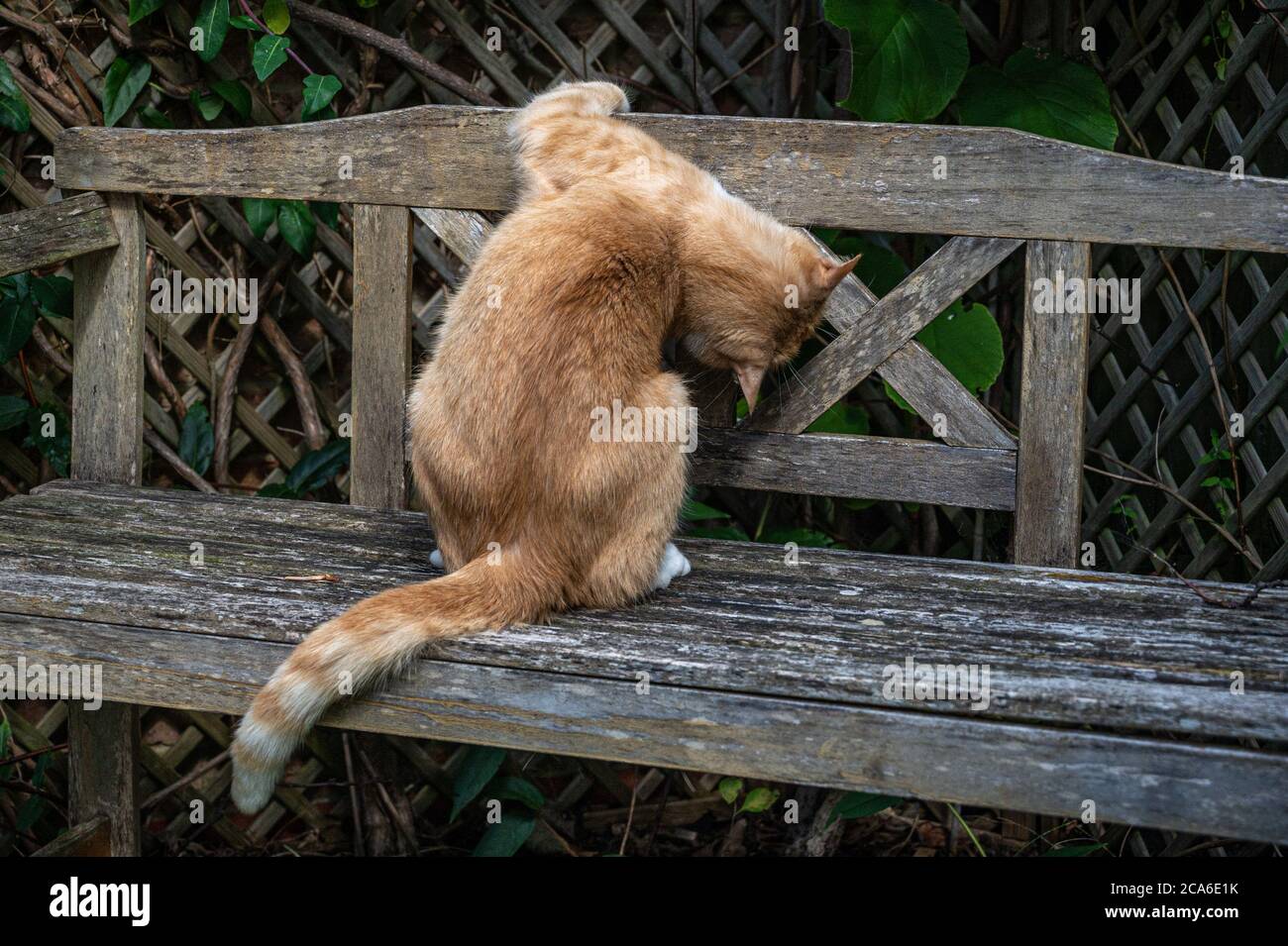 Does my bum look big. Playful ginger cat with head under wooden bench ...