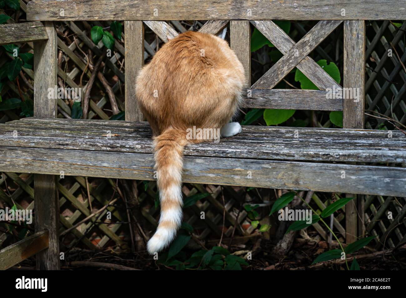 Does my bum look big. Playful ginger cat with head under wooden bench ...