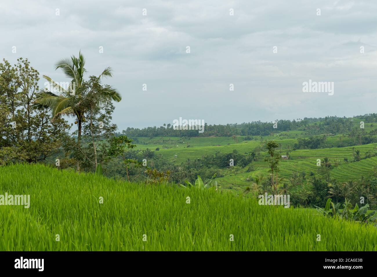 Rice paddies at Bali Stock Photo - Alamy