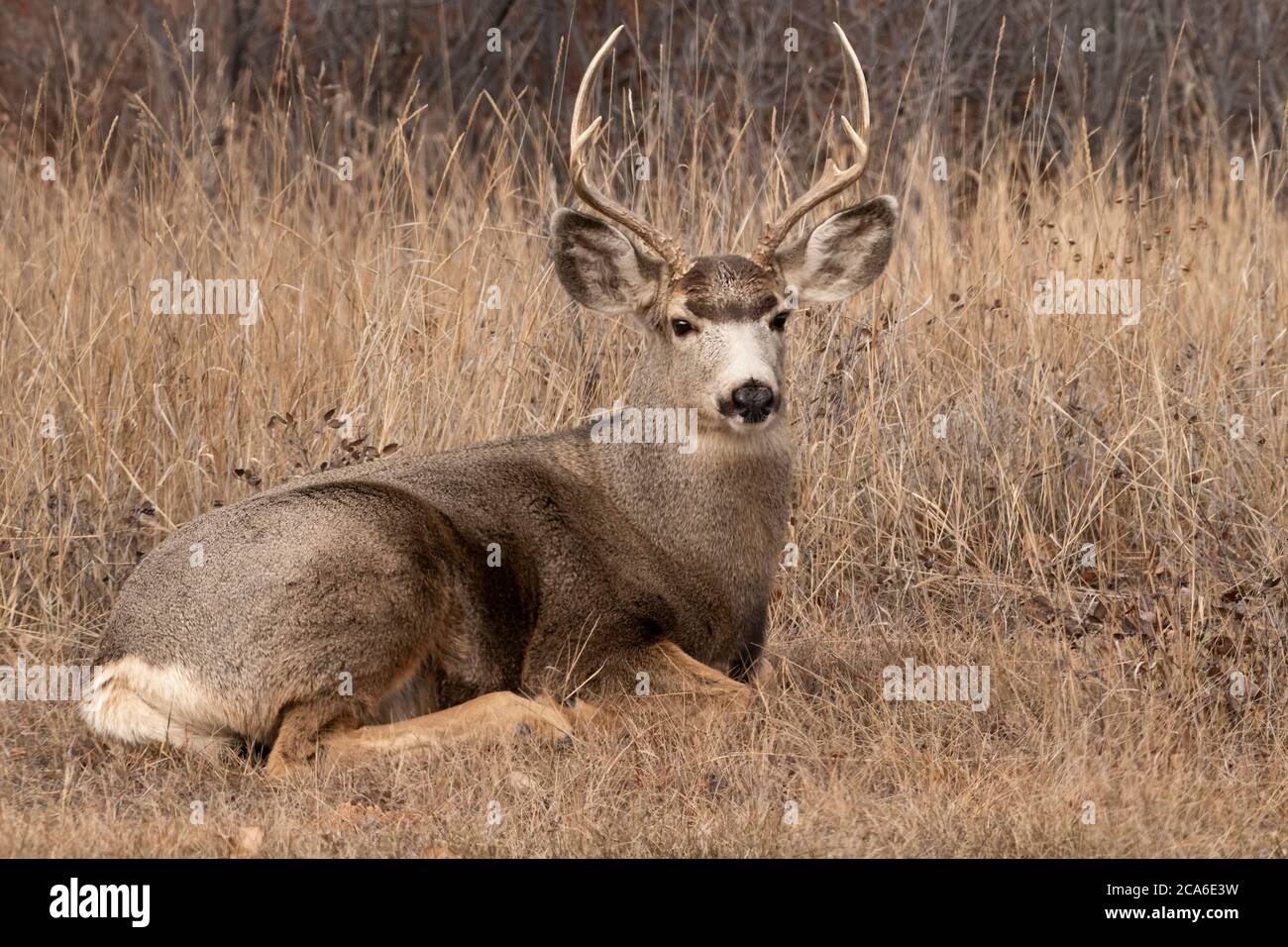 Mule Deer, Jasper National Park, Canada Stock Photo - Alamy