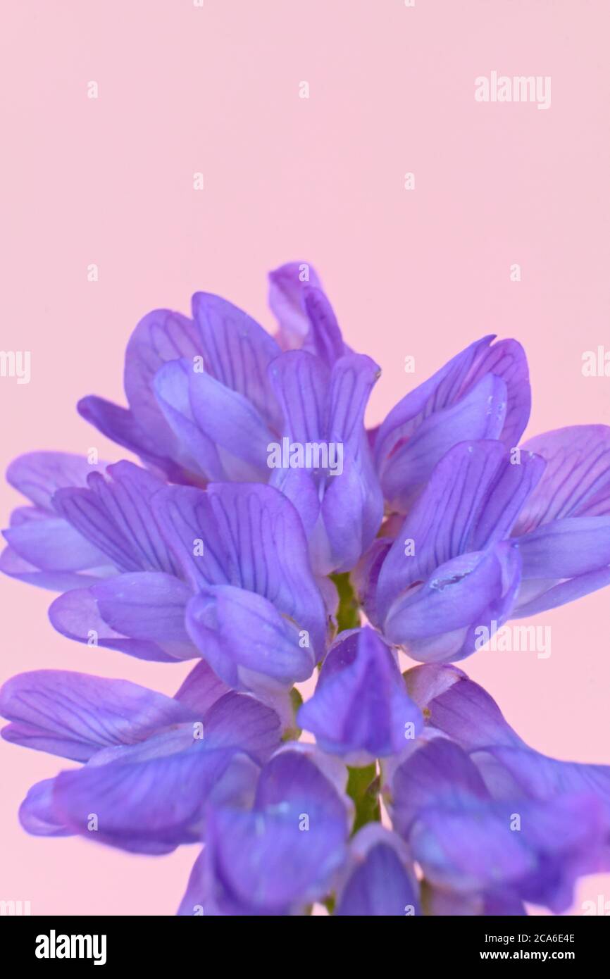Close up of violet flowers of the European plant tufted vetch, cow ...