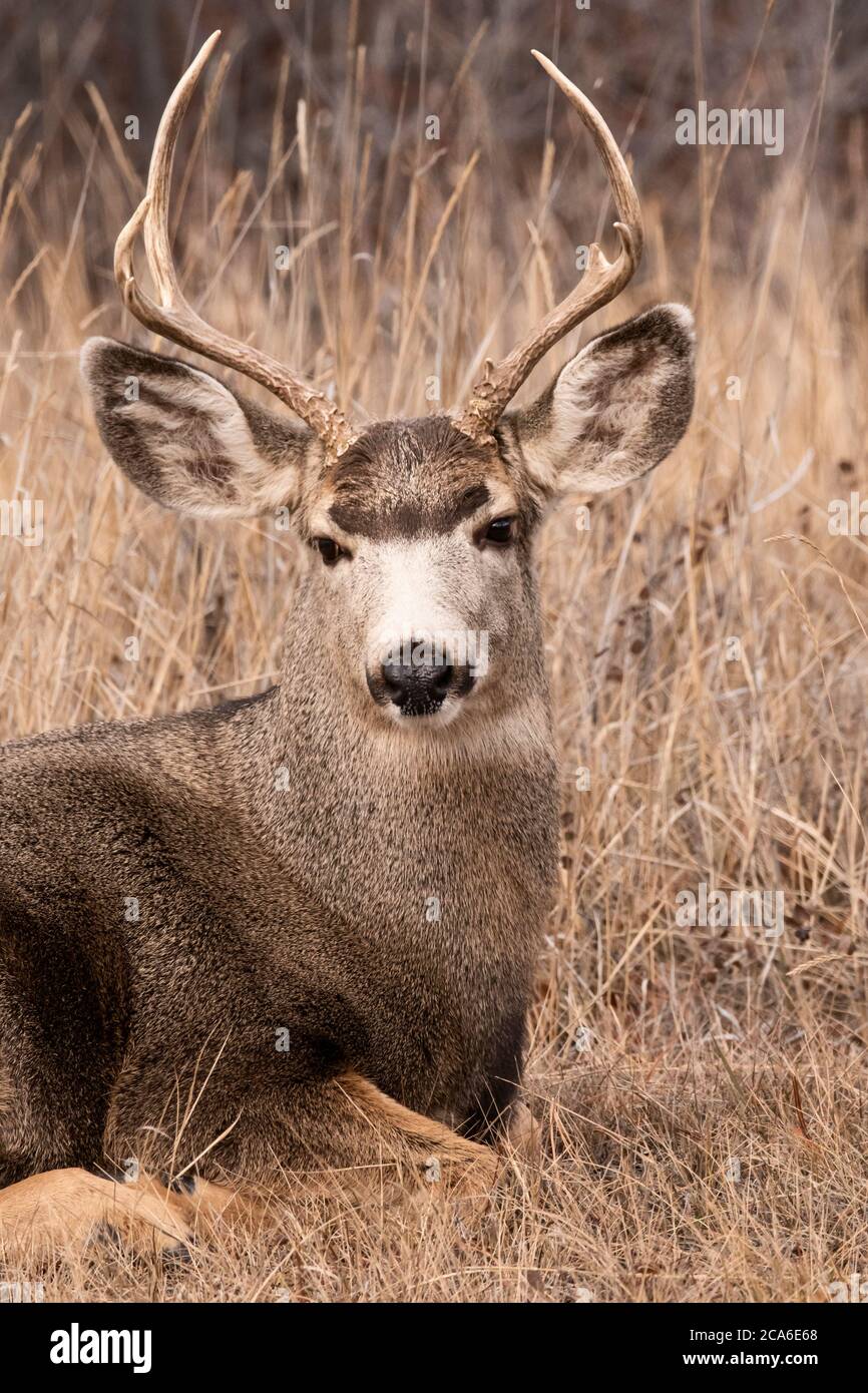 Mule Deer, Jasper National Park, Canada Stock Photo - Alamy