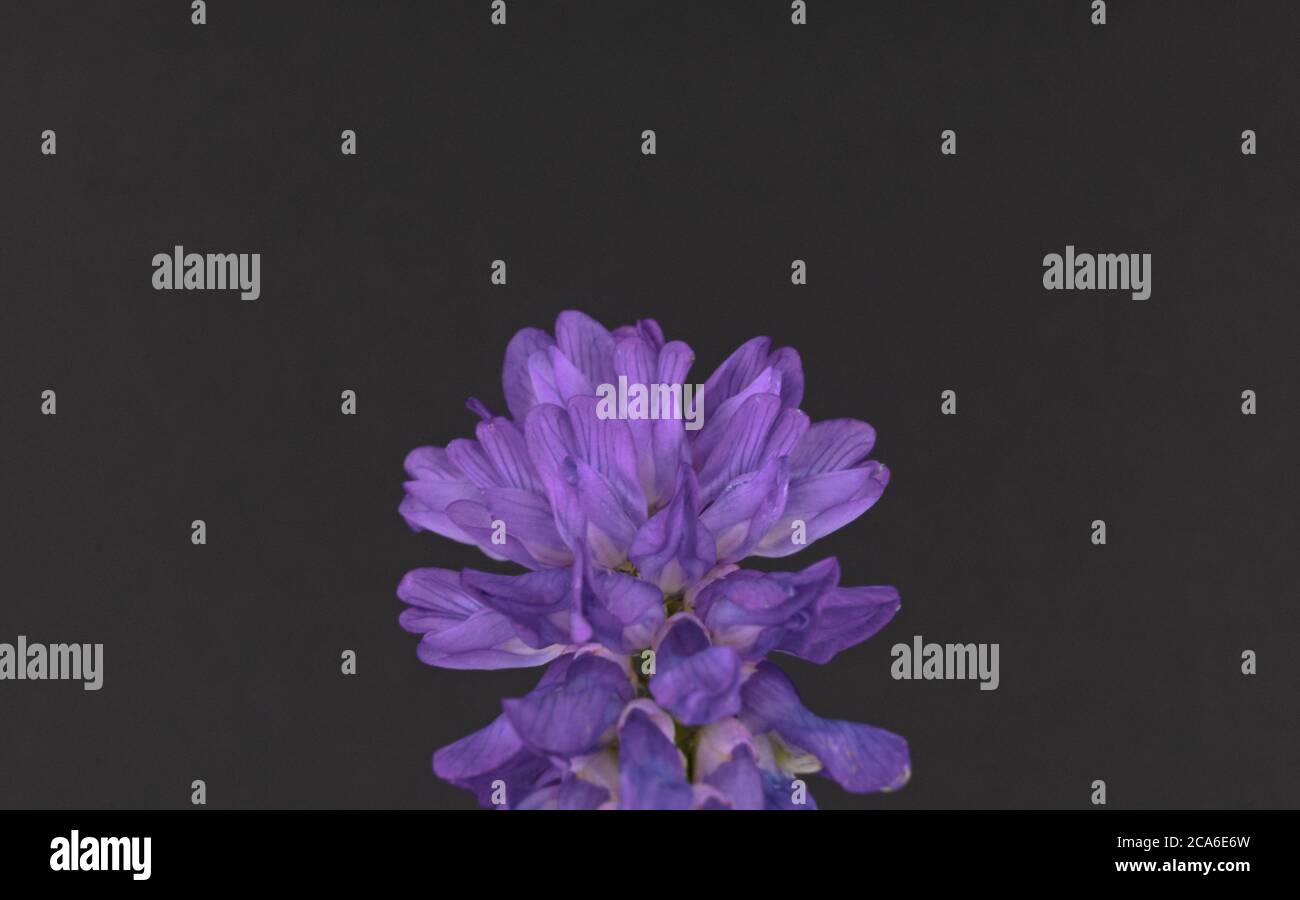 Close up of violet flowers of the European plant tufted vetch, cow ...