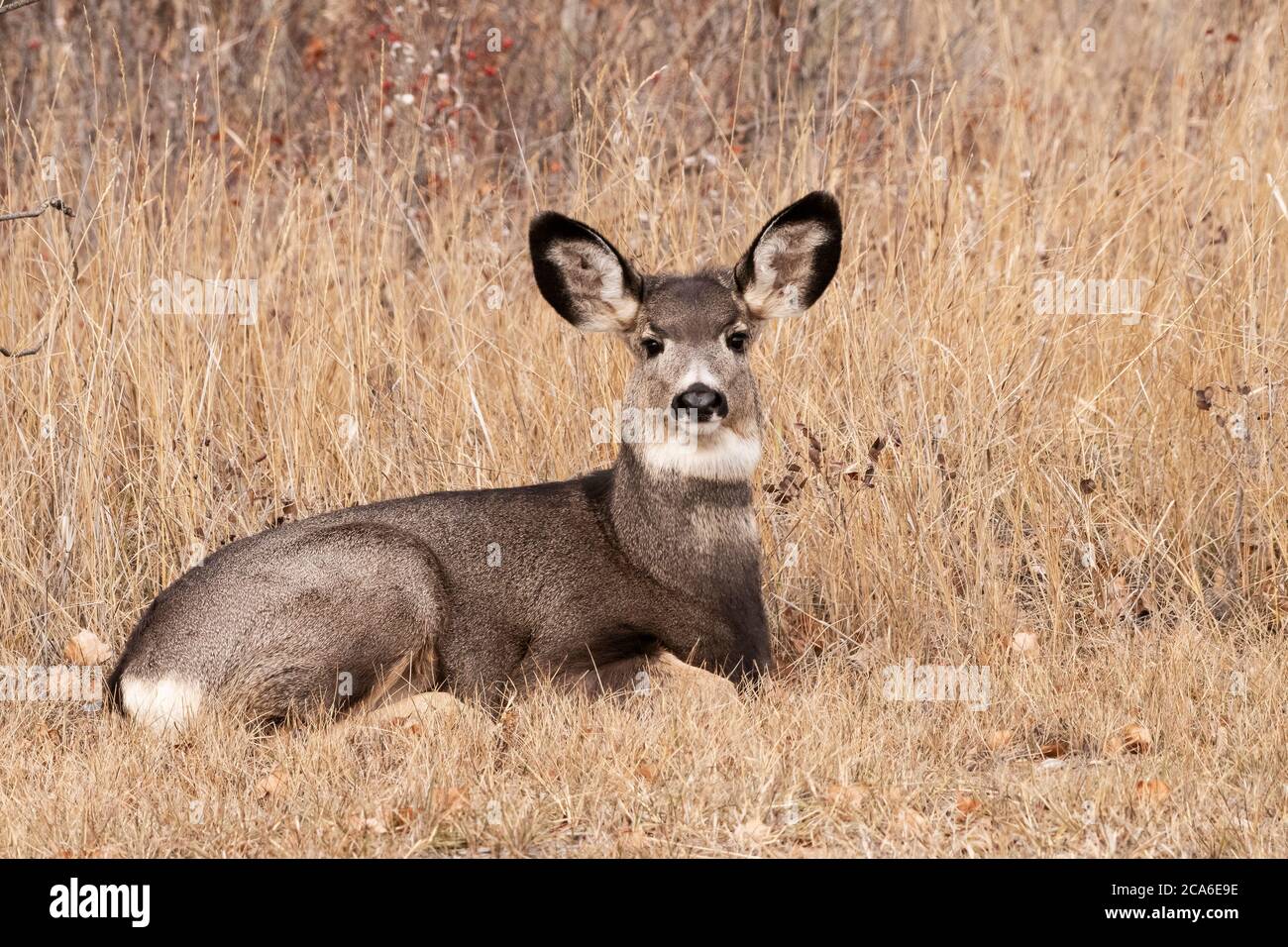 Mule Deer, Jasper National Park, Canada Stock Photo - Alamy