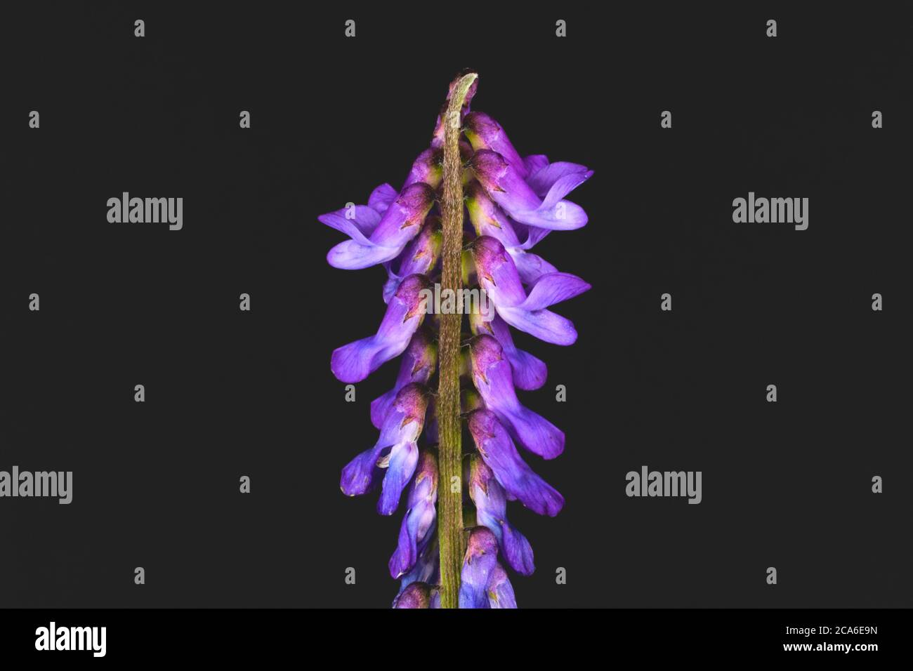 Close up of violet flowers of the European plant tufted vetch, cow ...