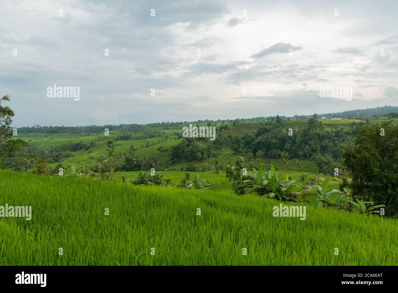Rice paddies at Bali Stock Photo - Alamy