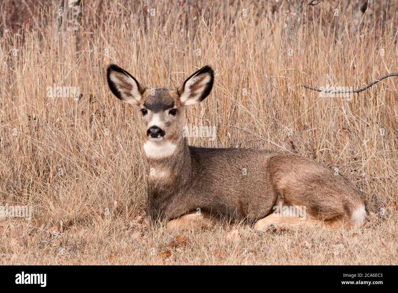 Mule Deer, Jasper National Park, Canada Stock Photo - Alamy