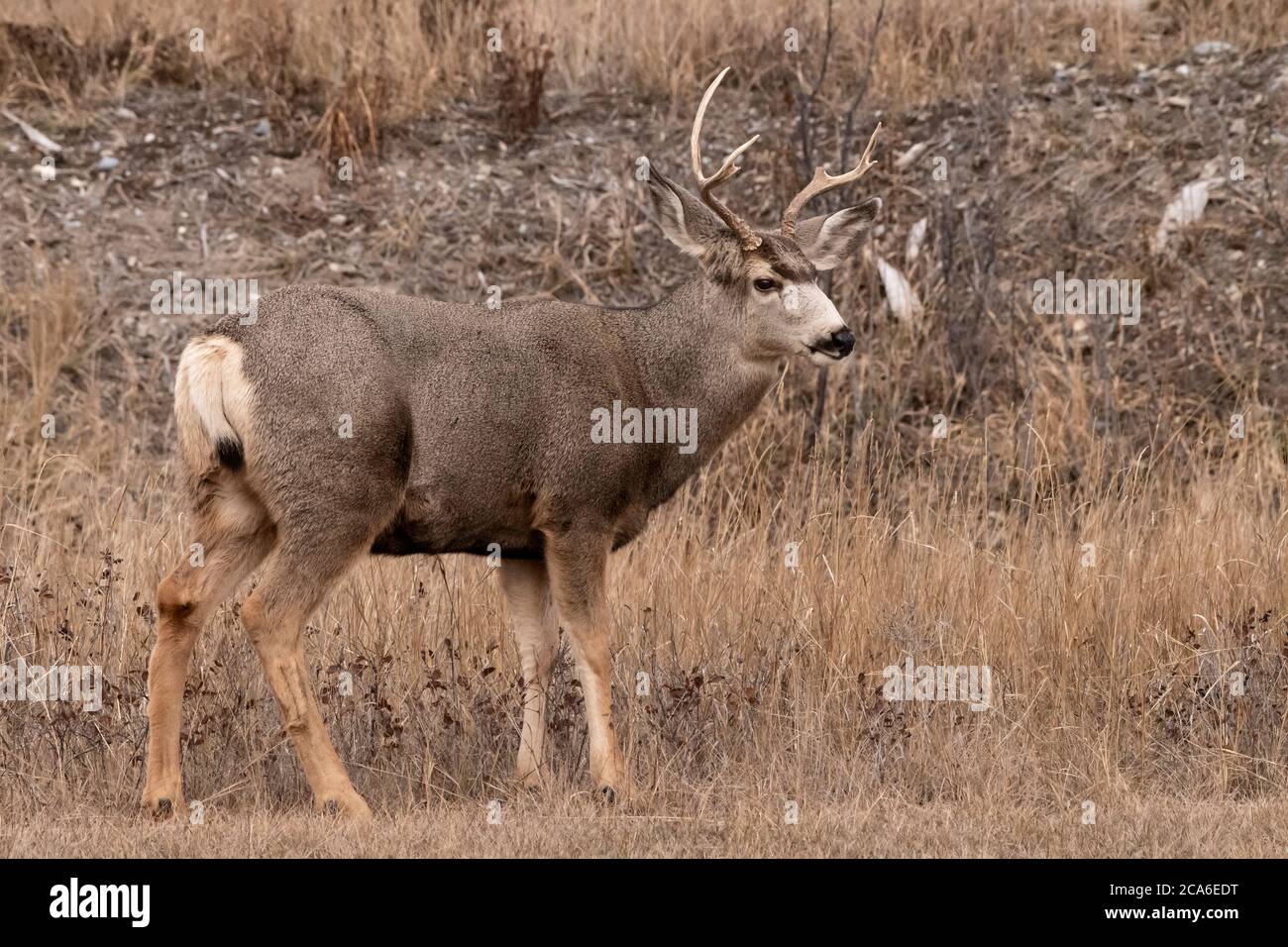 Mule Deer, Jasper National Park, Canada Stock Photo - Alamy