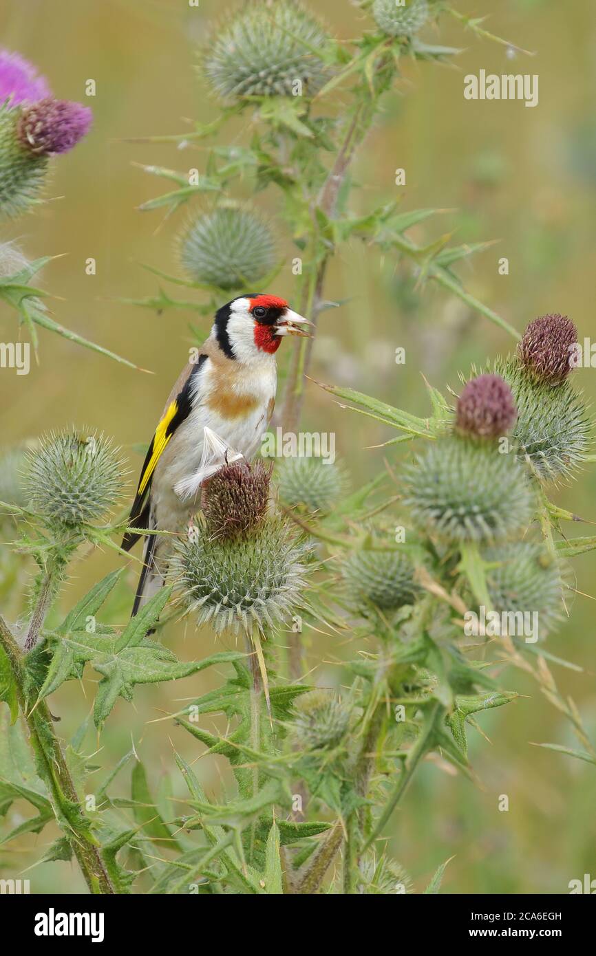 Goldfinch, Carduelis carduelis, perched on a thistle near Penrose ...