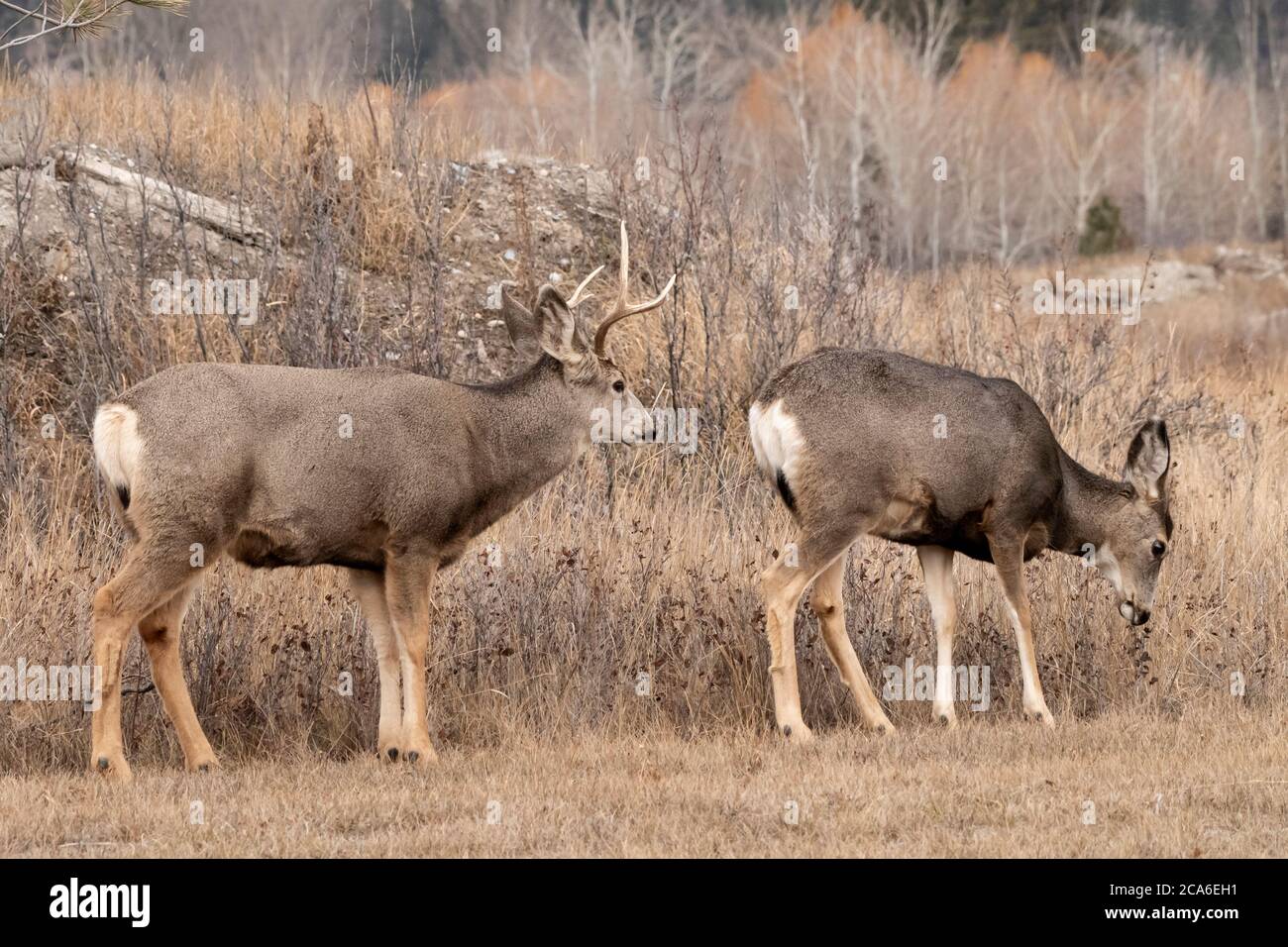 Mule Deer, Jasper National Park, Canada Stock Photo - Alamy