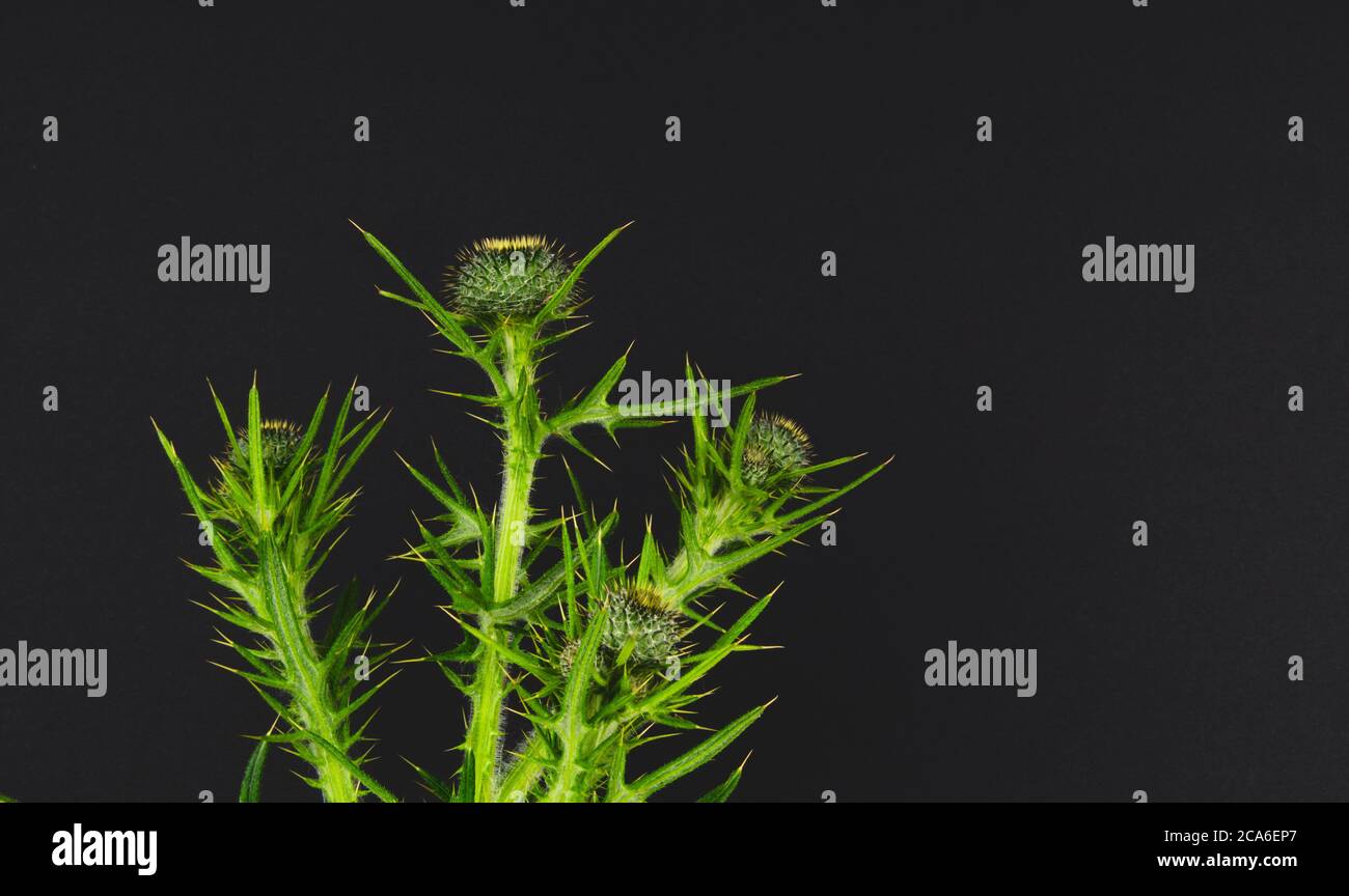 Close-up of the leaf lobes of a spear thistle also kwon as common ...
