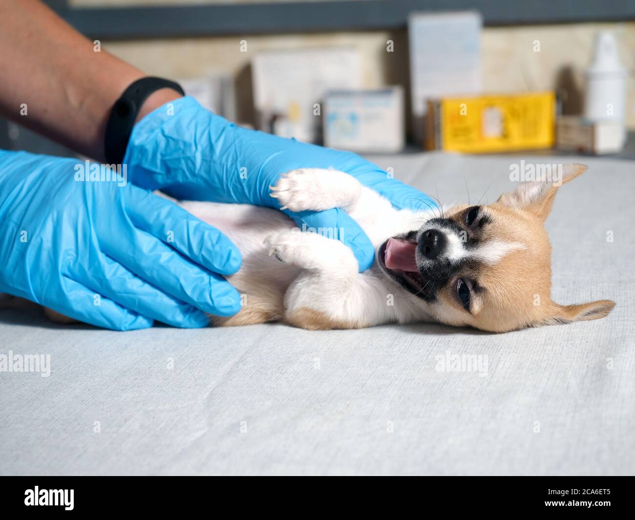 Puppy care routine hi-res stock photography and images - Alamy