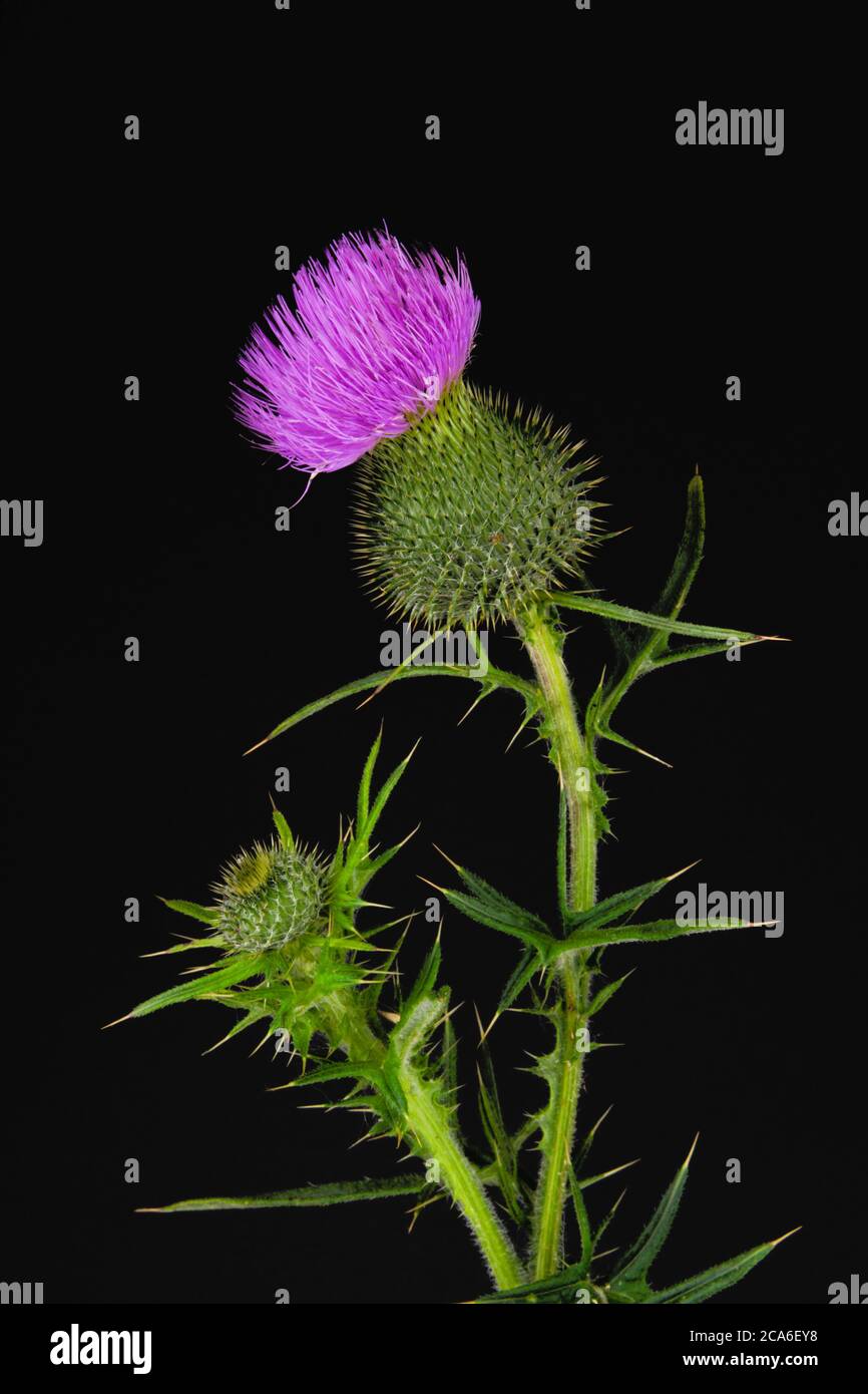 Close-up of a purple and wild flower spear thistle also kwon as common ...