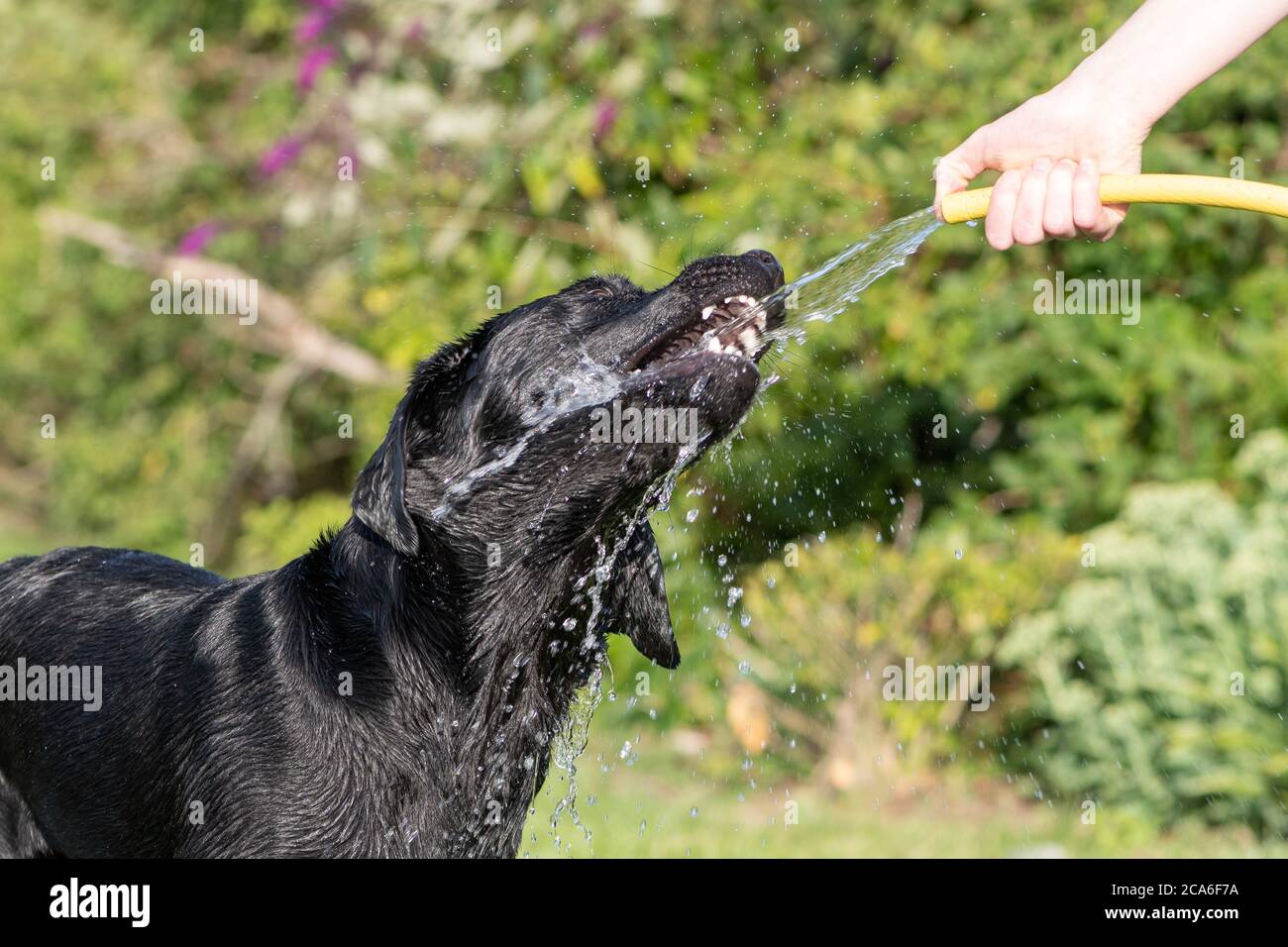 Portrait of a silly black Labrador trying to drink water from a garden ...