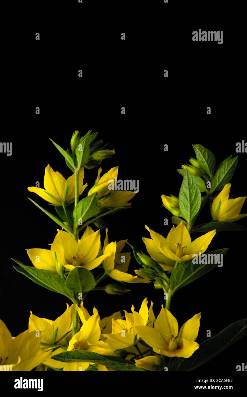 Yellow Loosestrife High Resolution Stock Photography and Images - Alamy