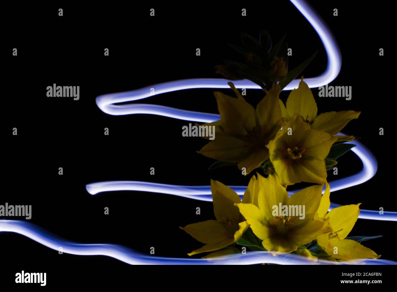 Yellow European flower Dotted Loosestrife isolated on a black ...