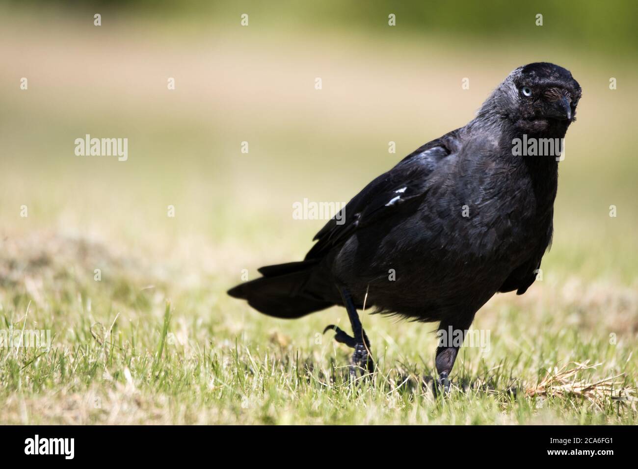 Closeup of a black crow boldly walking towards the camera with a ...