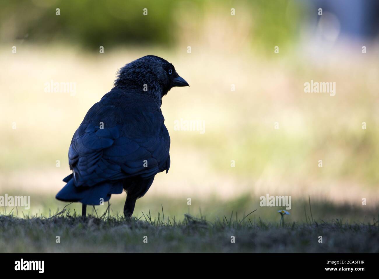 Closeup of the back of a black crow looking in the distance with a ...