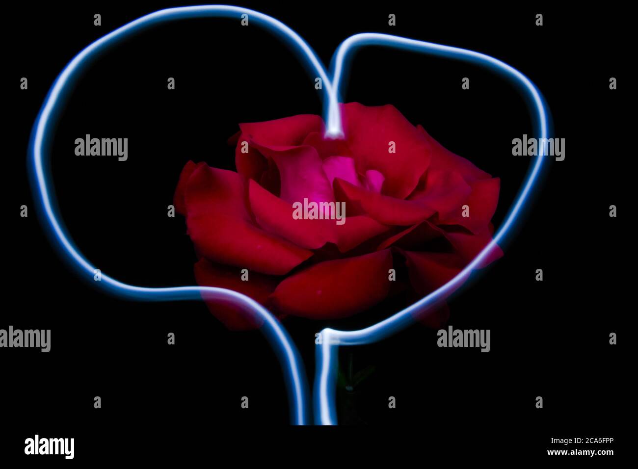 Red rose surrounded by eletricity-like sbolts of light due the long ...