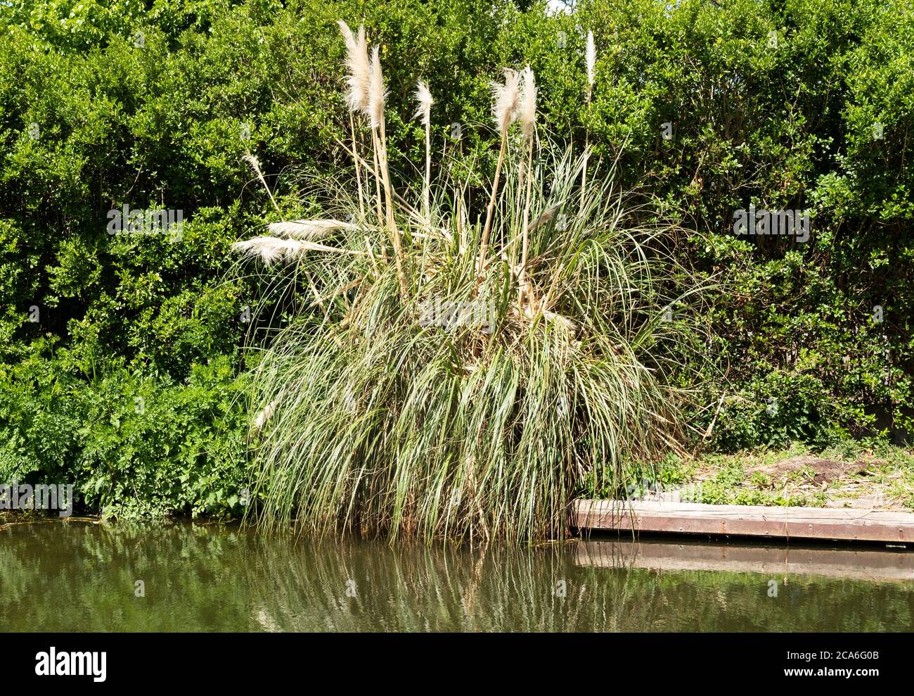 Large pampas grass hi-res stock photography and images - Alamy