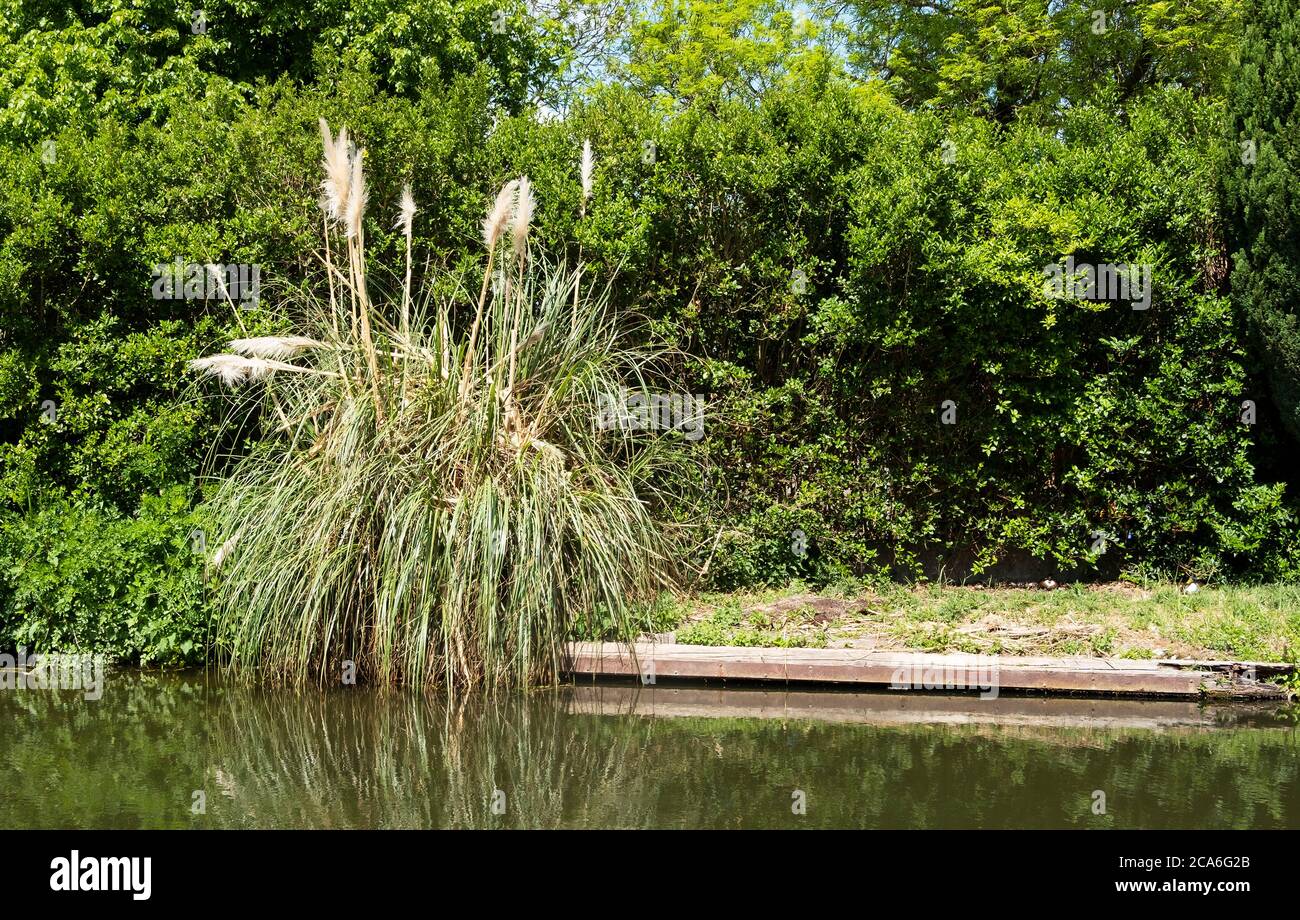 Large pampas grass growing by a canal Stock Photo - Alamy