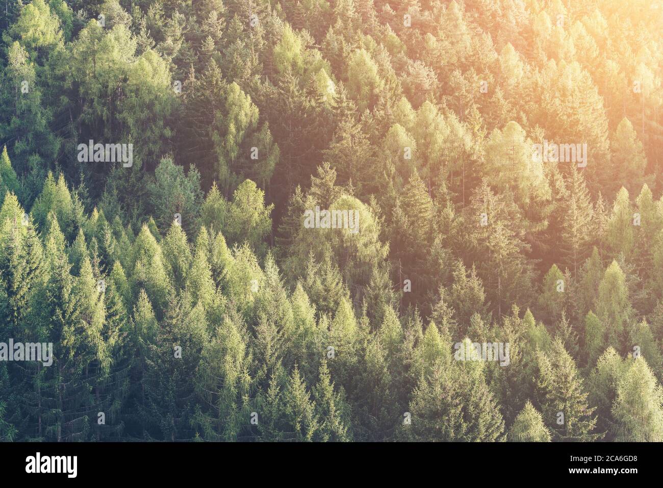 Green forest of fir and pine trees landscape Stock Photo - Alamy