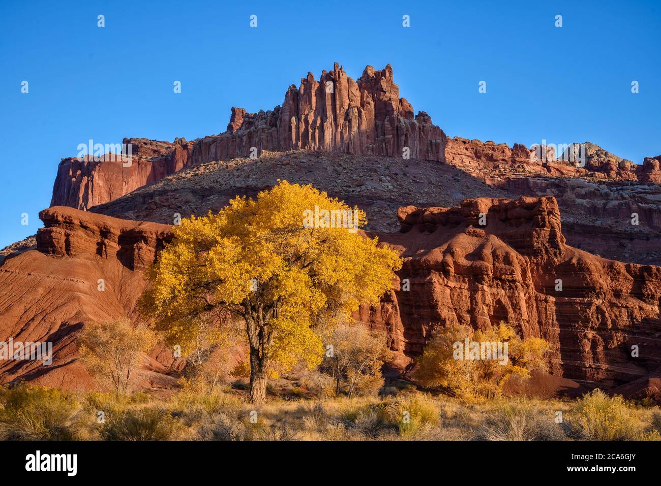 Western cottonwood tree hi-res stock photography and images - Alamy