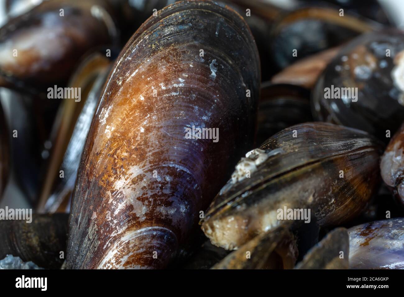 Mussels - Close Up Stock Photo - Alamy