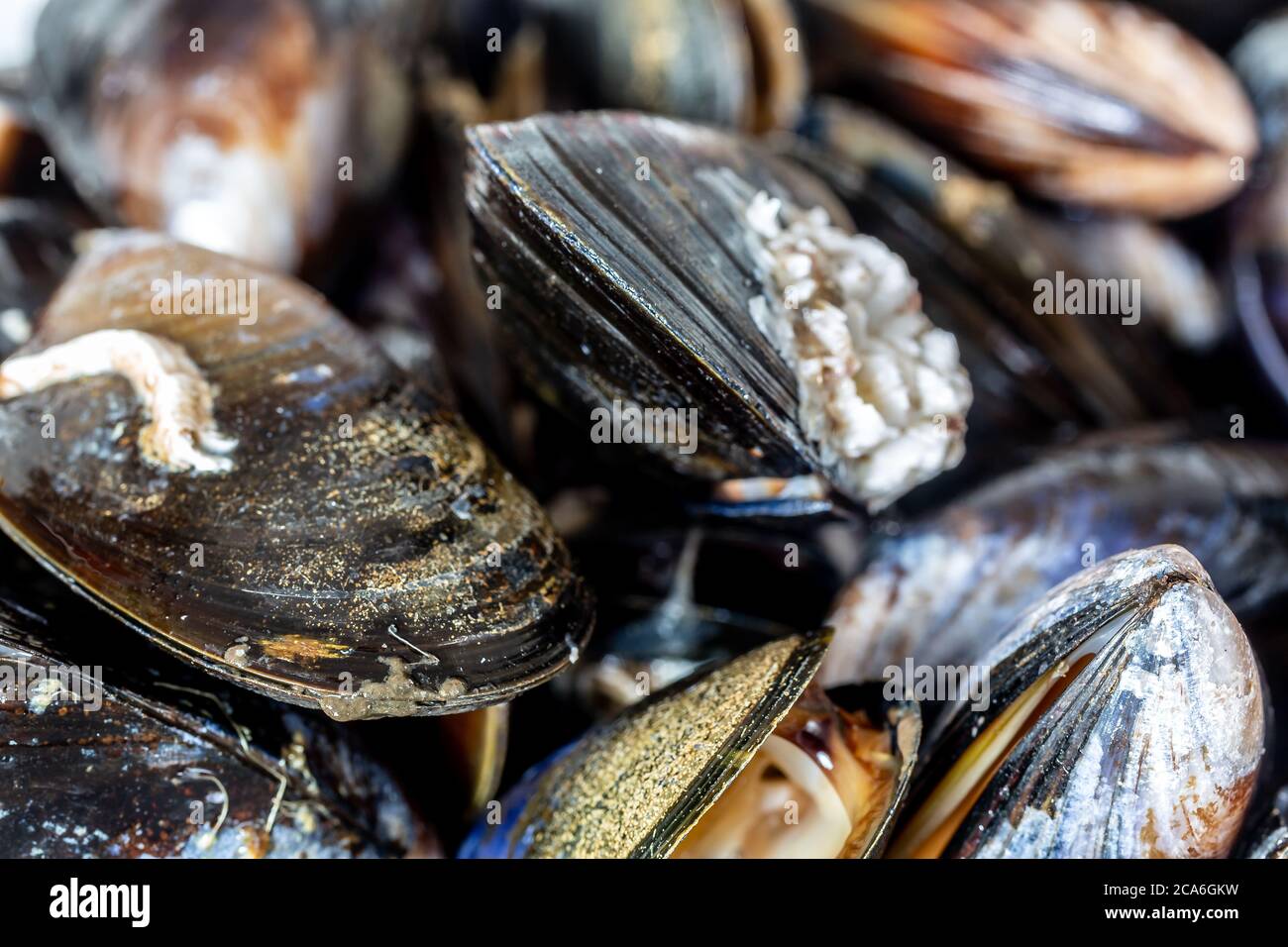 Close up mussels hi-res stock photography and images - Alamy