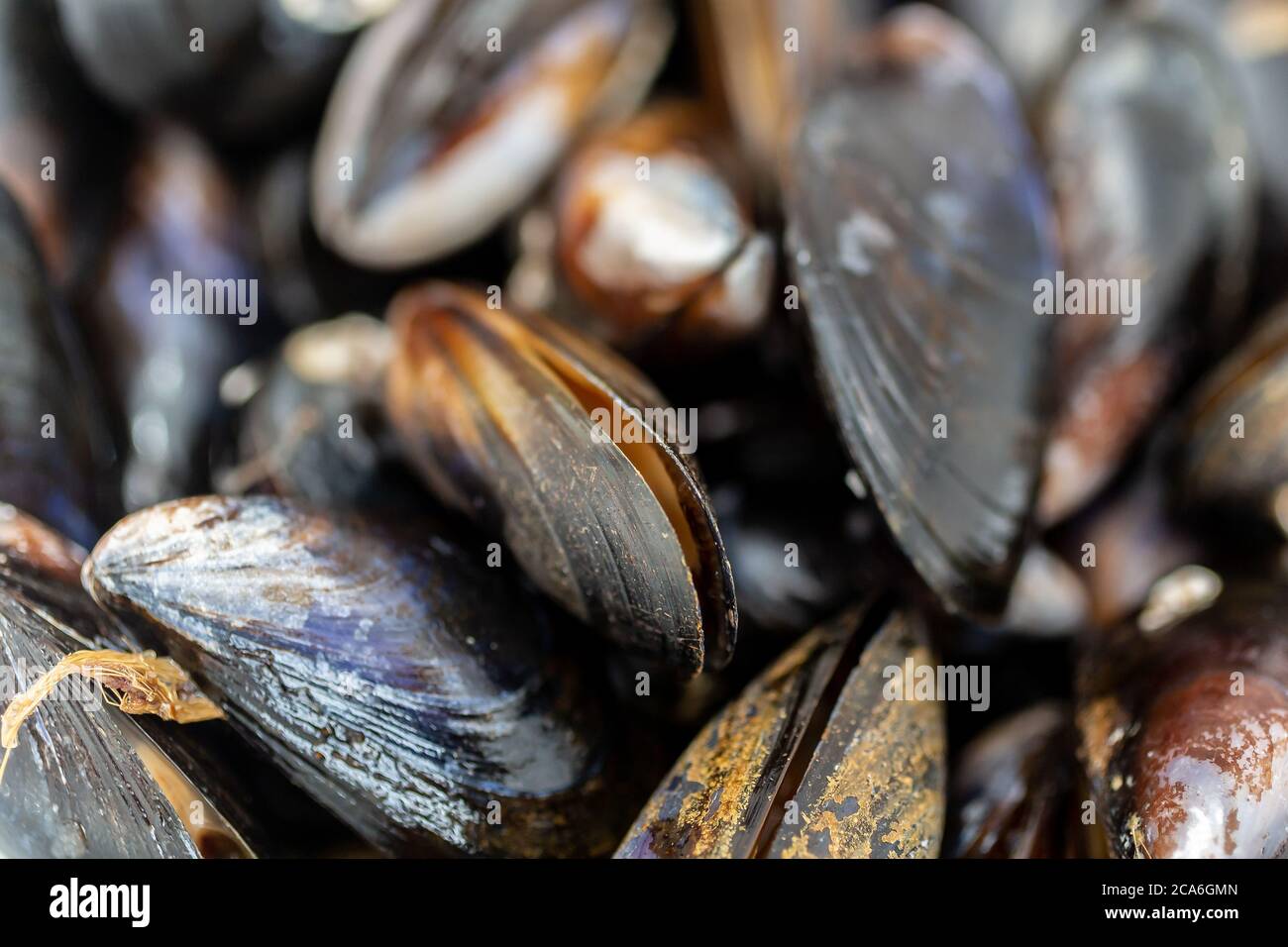 Mussels food hi-res stock photography and images - Alamy