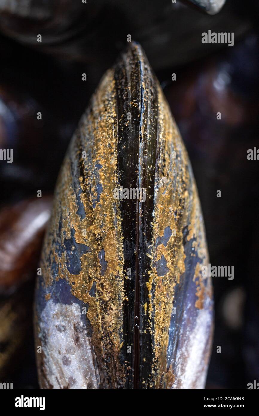 Mussels - Close Up Stock Photo - Alamy