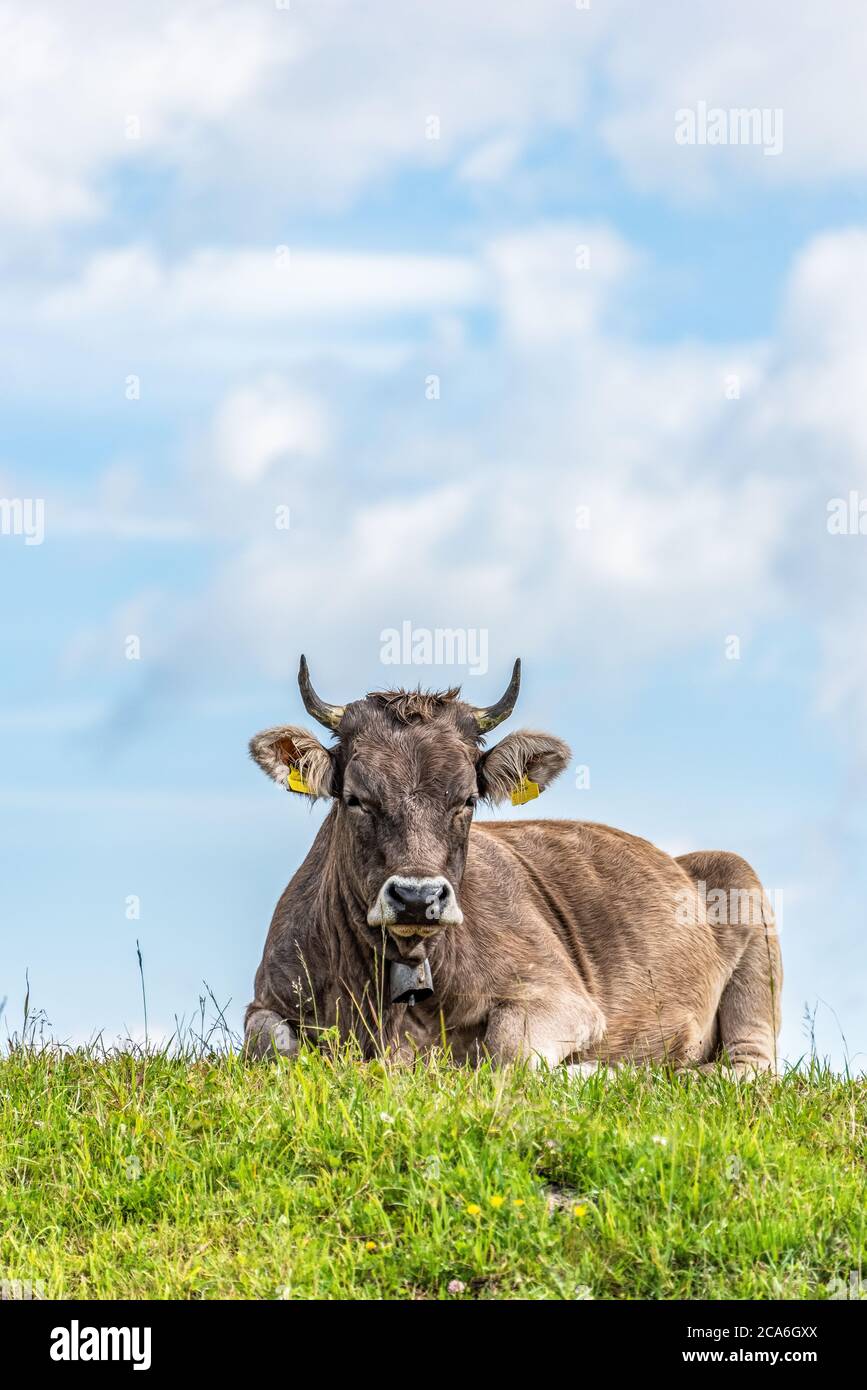 Alpine cow - Brown Swiss - Braunvieh laying in a field of wildflowers ...
