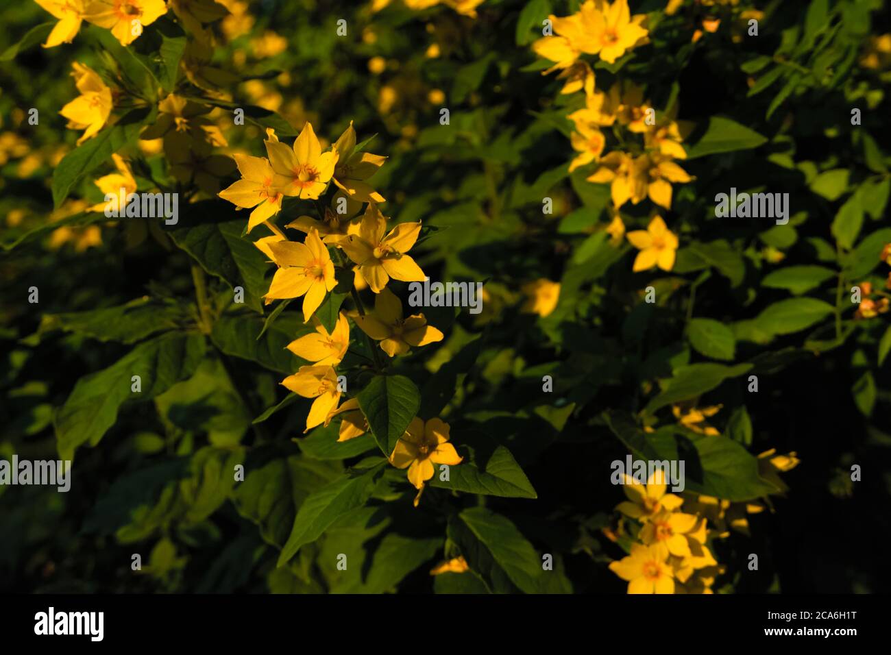 Yellow European flower Dotted Loosestrife, also known under the names ...