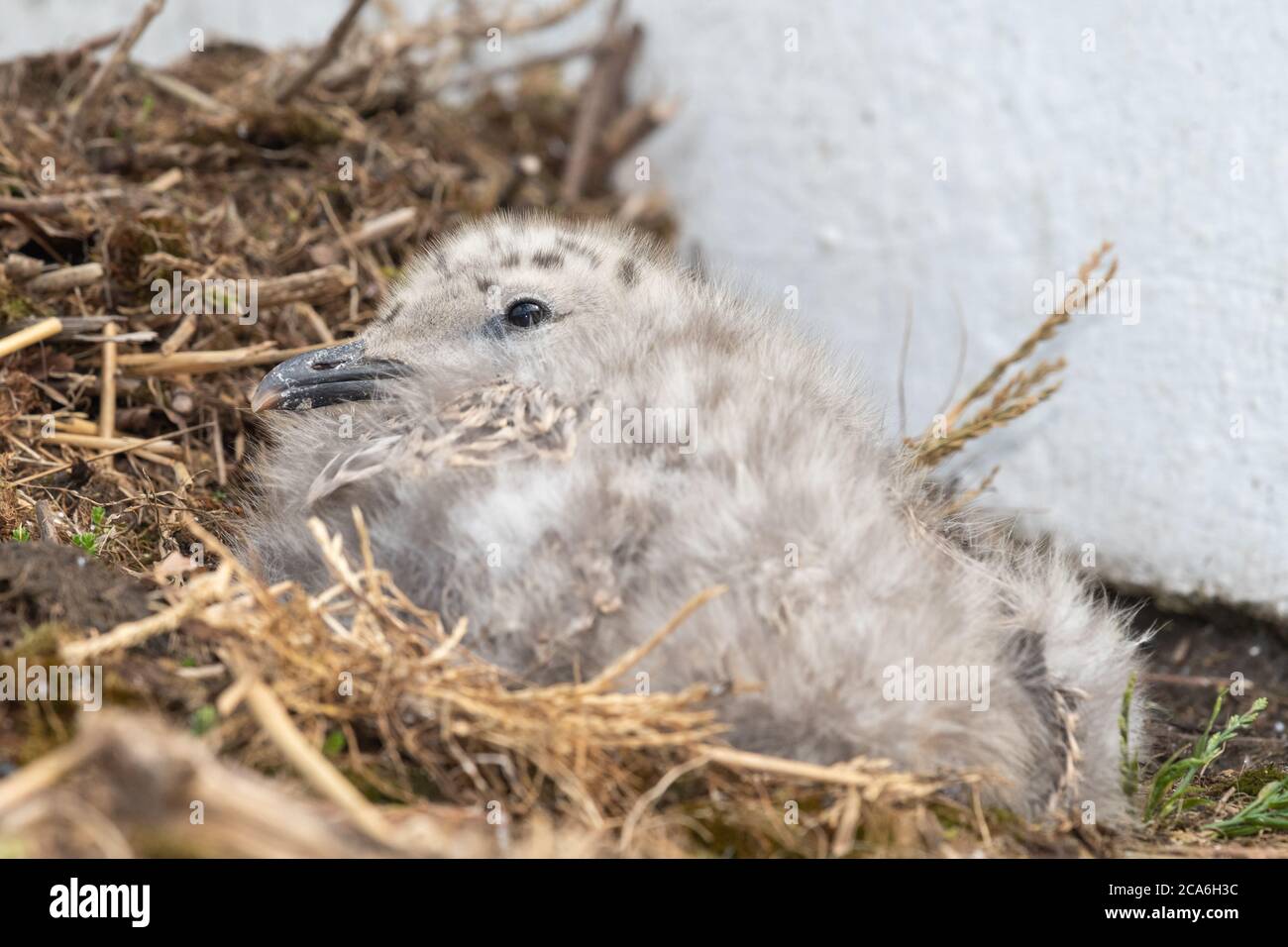 Portrait of a baby seagull on a rooftop Stock Photo - Alamy