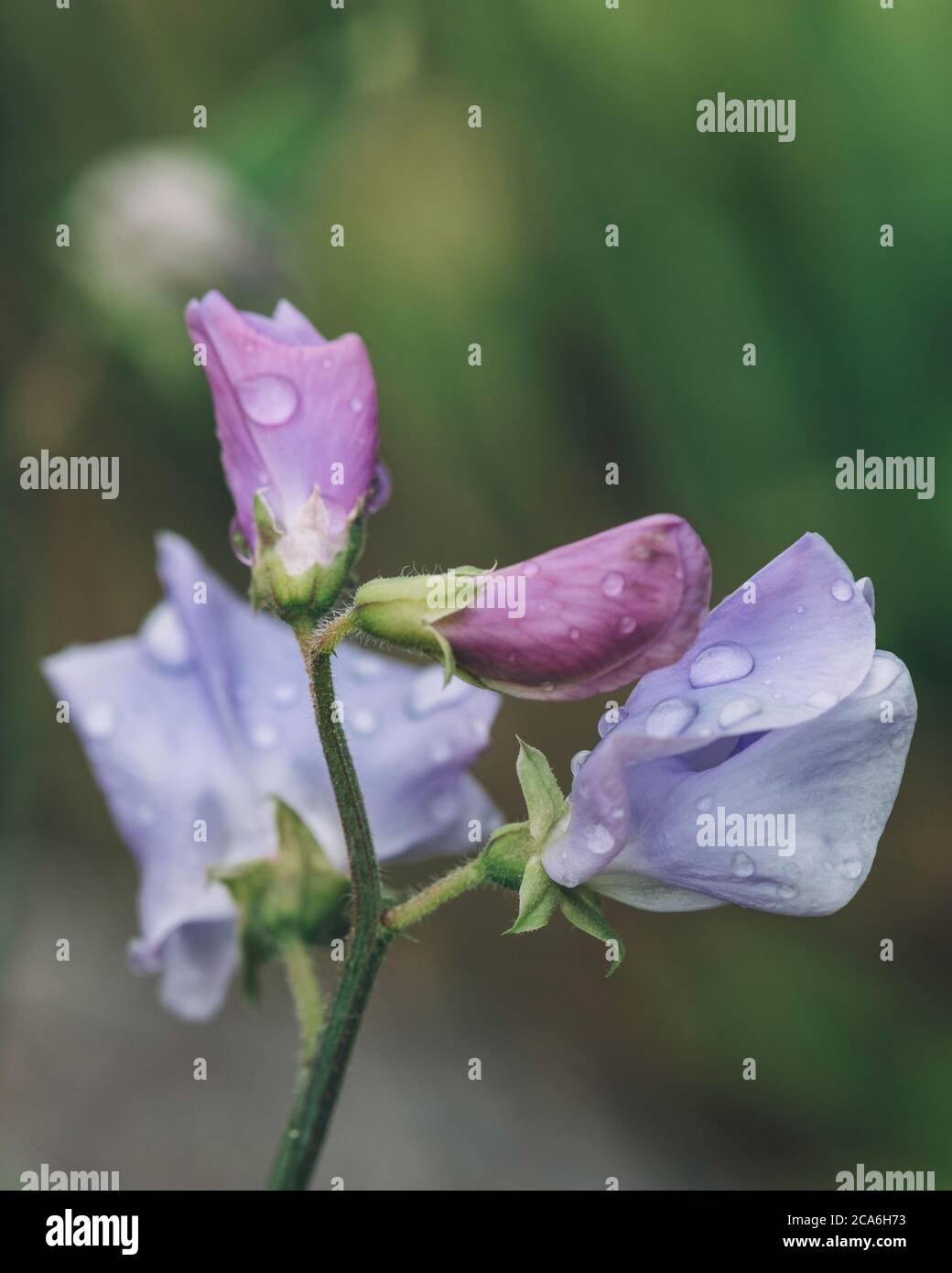 Close-up of sweet pea with water drops Stock Photo - Alamy