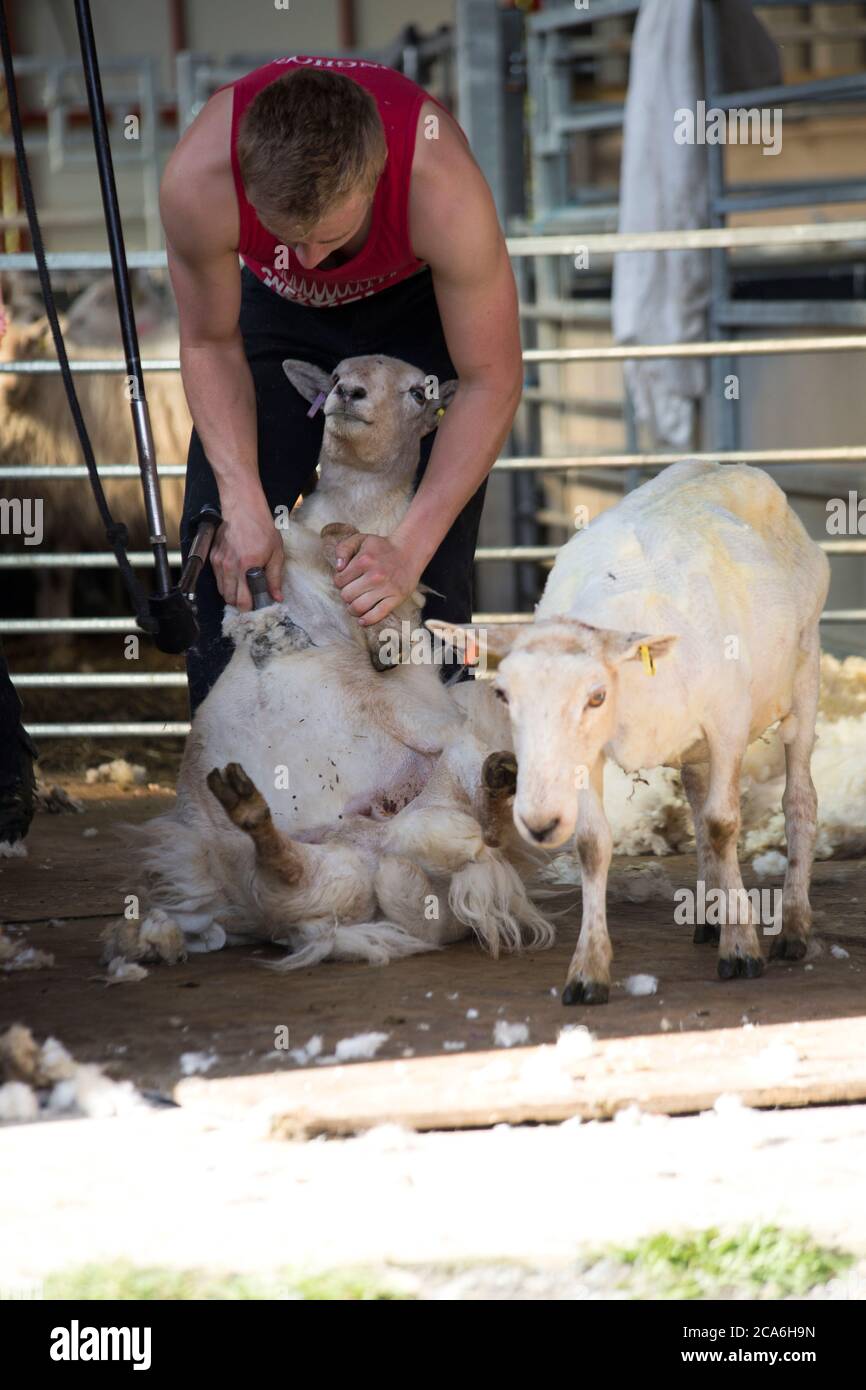 Sheep stomach hi-res stock photography and images - Alamy