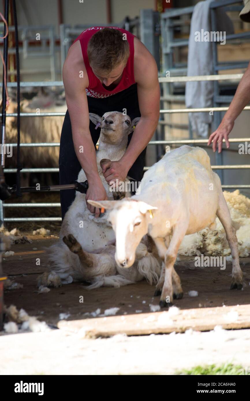 Sheep leaving pen High Resolution Stock Photography and Images - Alamy