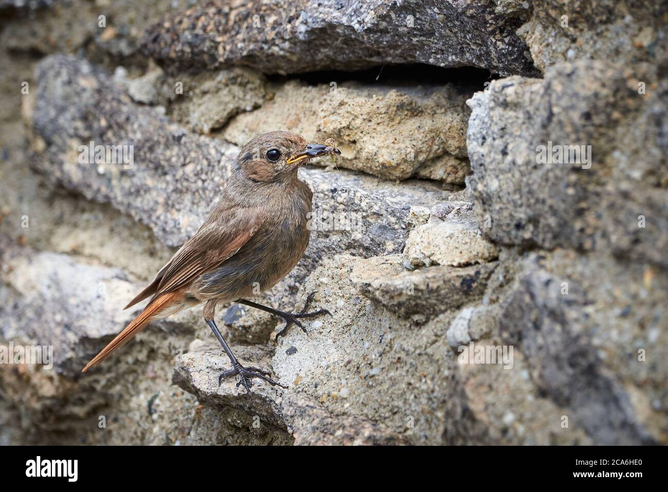 Black redstart female bird with insect for chicks (Phoenicurus ochruros ...