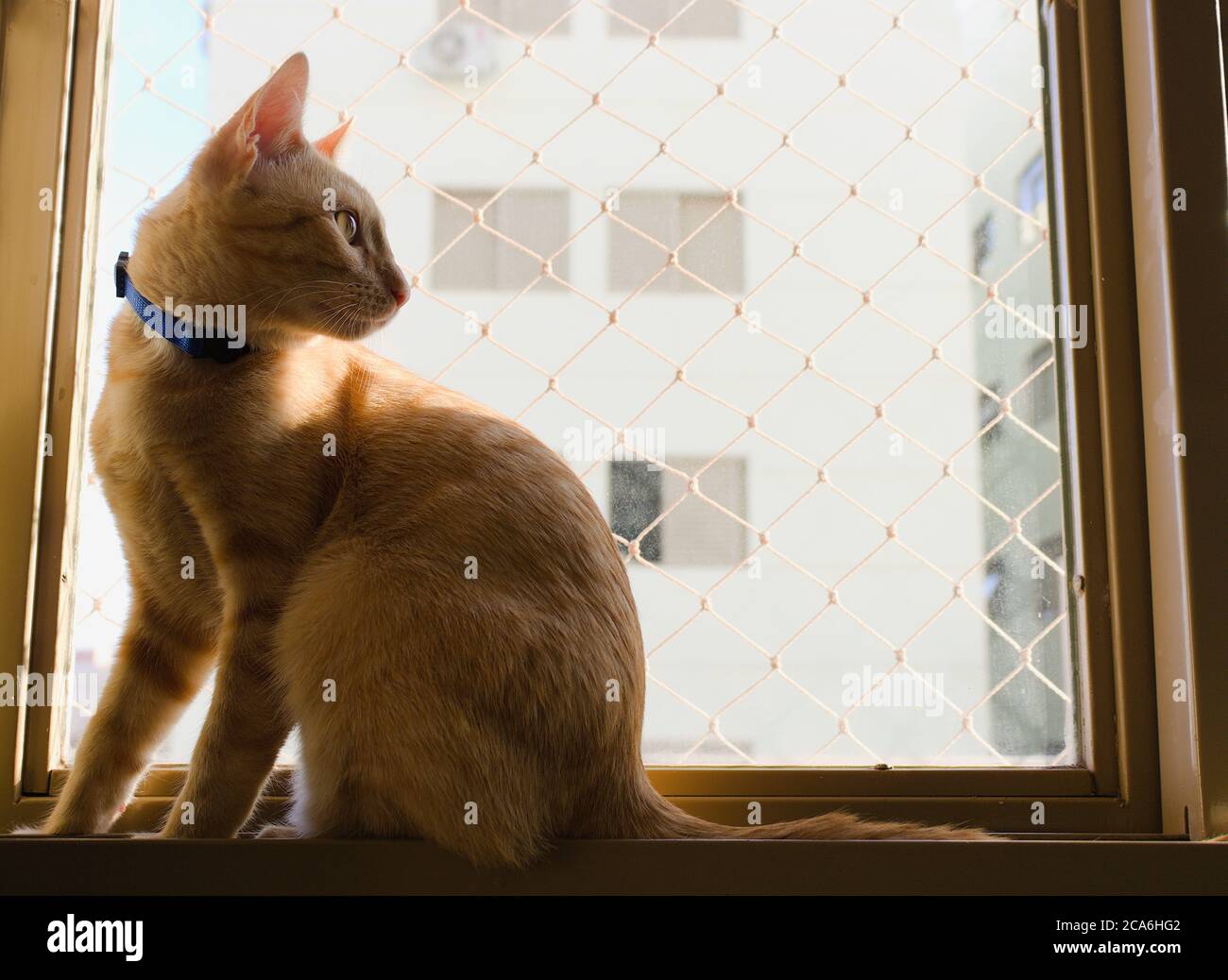 Yellow Cat Looking Through the Window Stock Photo - Alamy