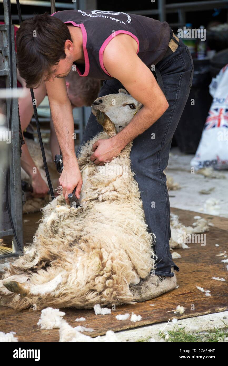 Sheep stomach hi-res stock photography and images - Alamy
