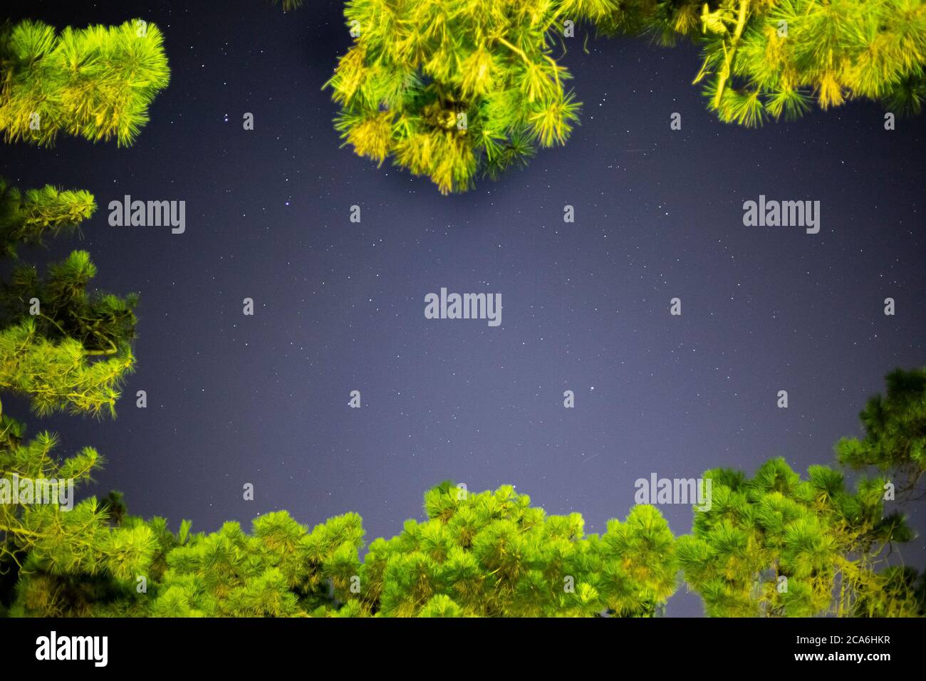 Starry night trees hi-res stock photography and images - Alamy