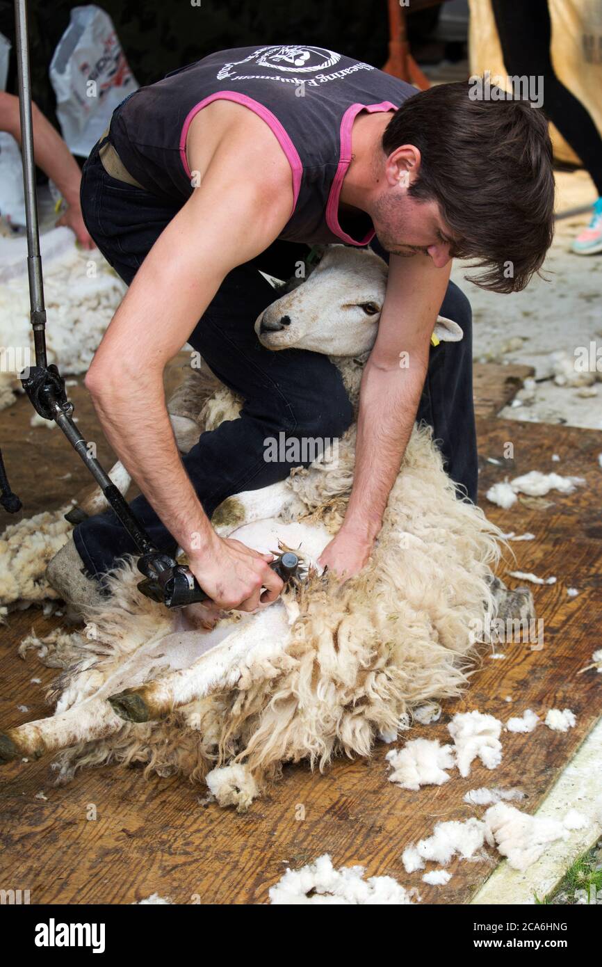Sheep grooming hi-res stock photography and images - Alamy
