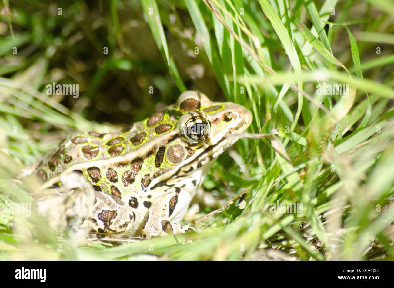Leopard Frog in the grass on a path at Presqu'ile Provincial Park ...
