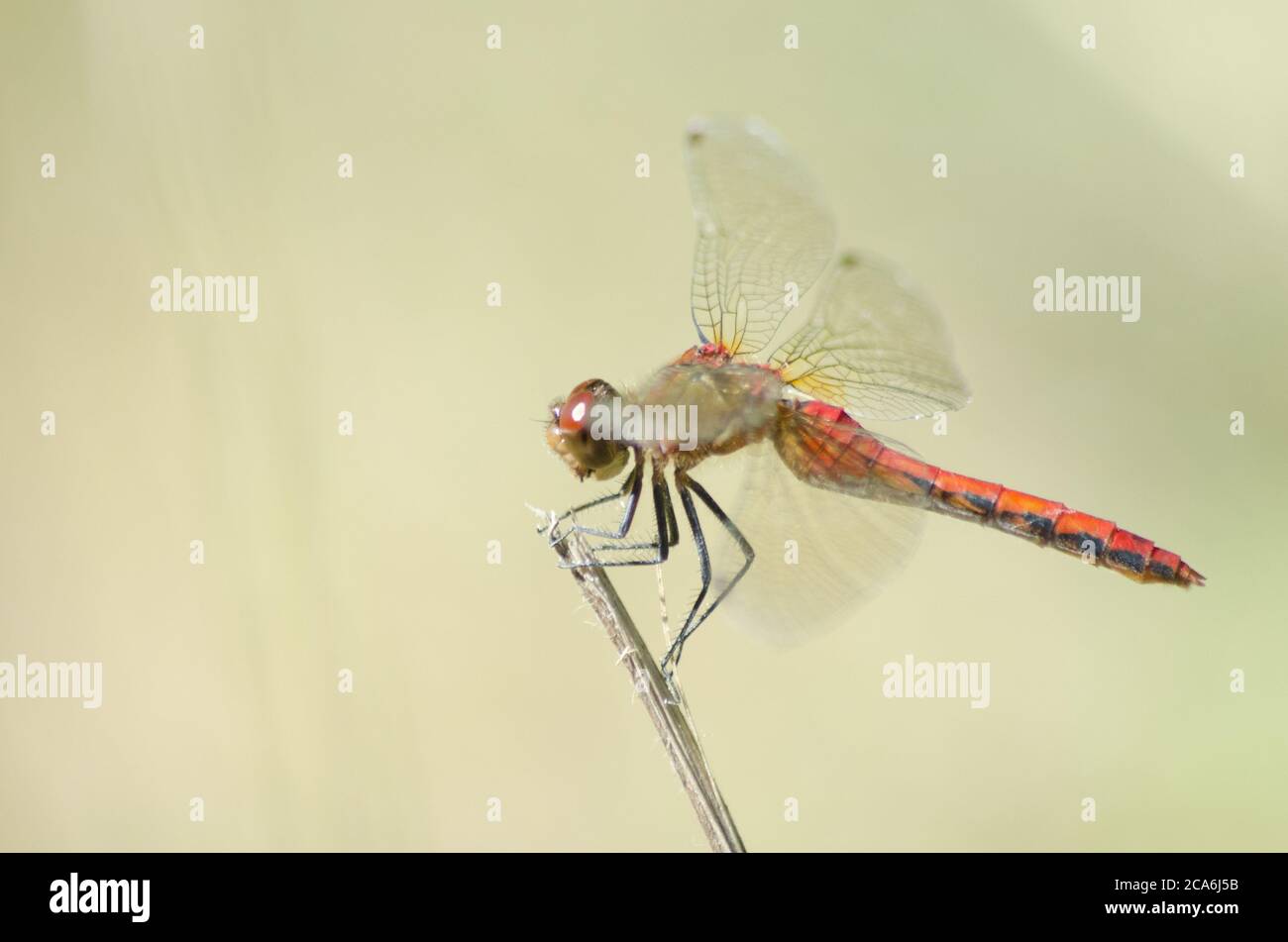 A Meadowhawk dragonfly at Presqu'ile Provincial Park, Ontario, Canada ...