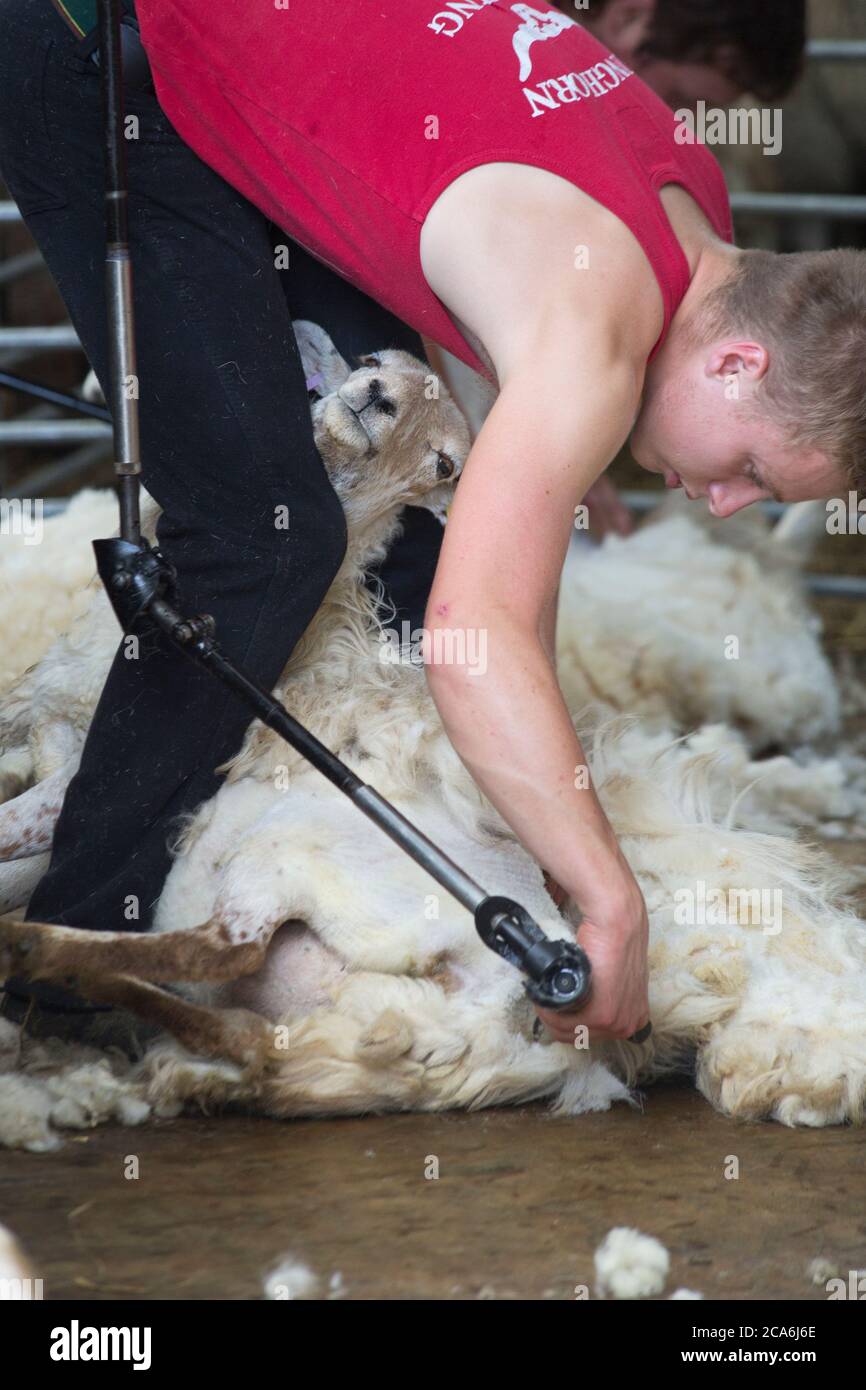 Sheeps Leg High Resolution Stock Photography and Images - Alamy