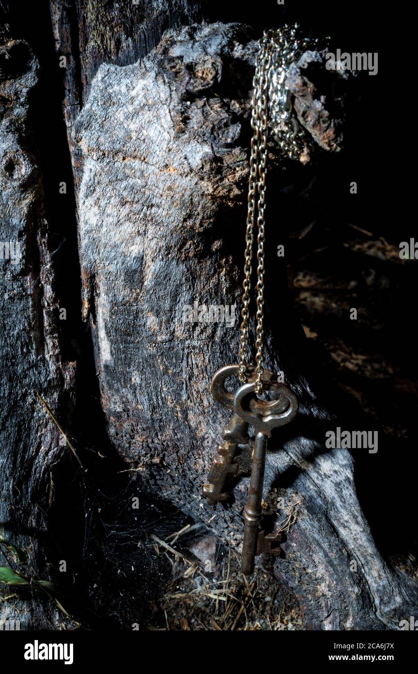Old antique skeleton keys hanging from metal chain attached to old tree ...