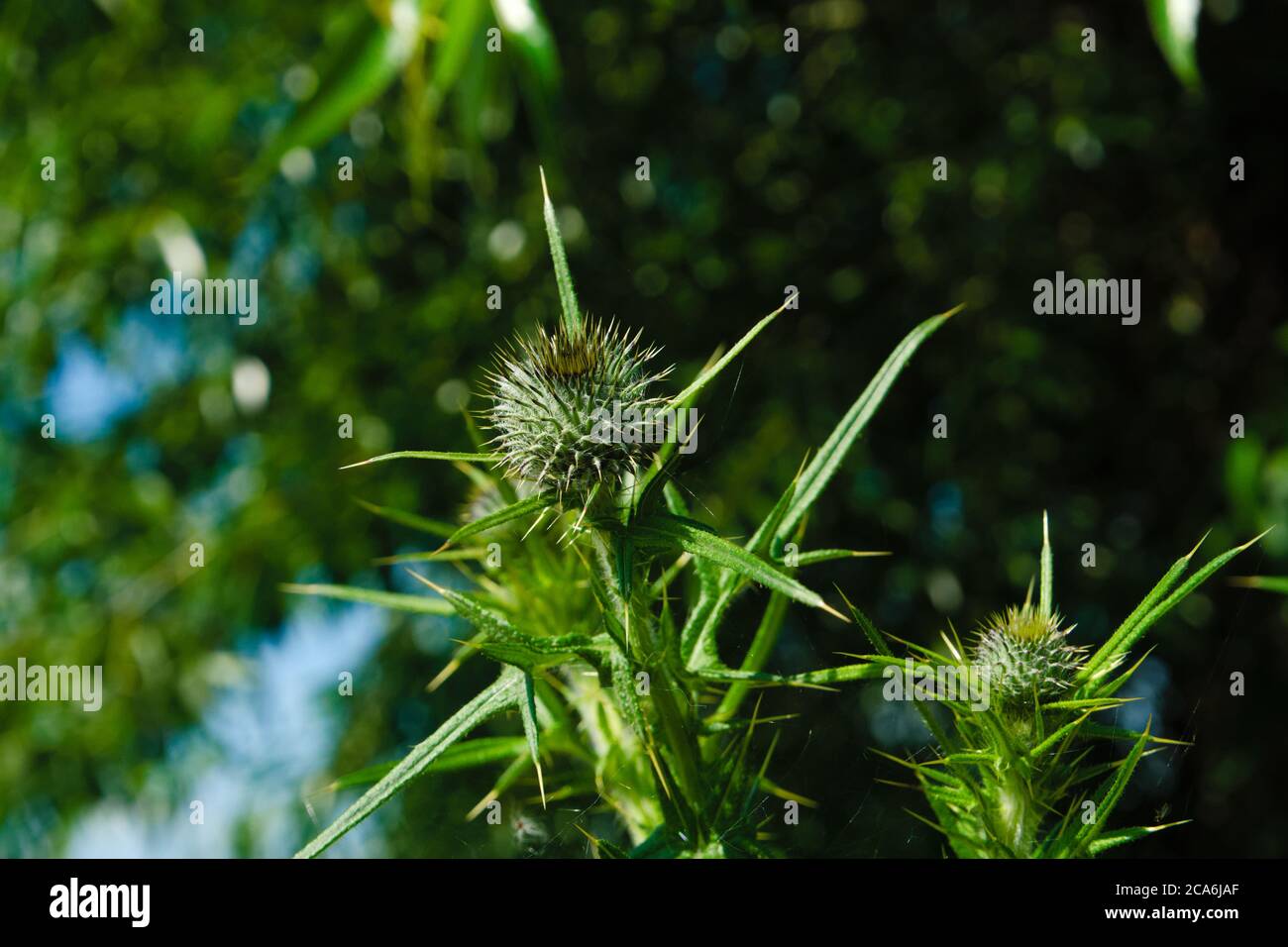 Close-up of the leaf lobes of a spear thistle also kwon as common ...
