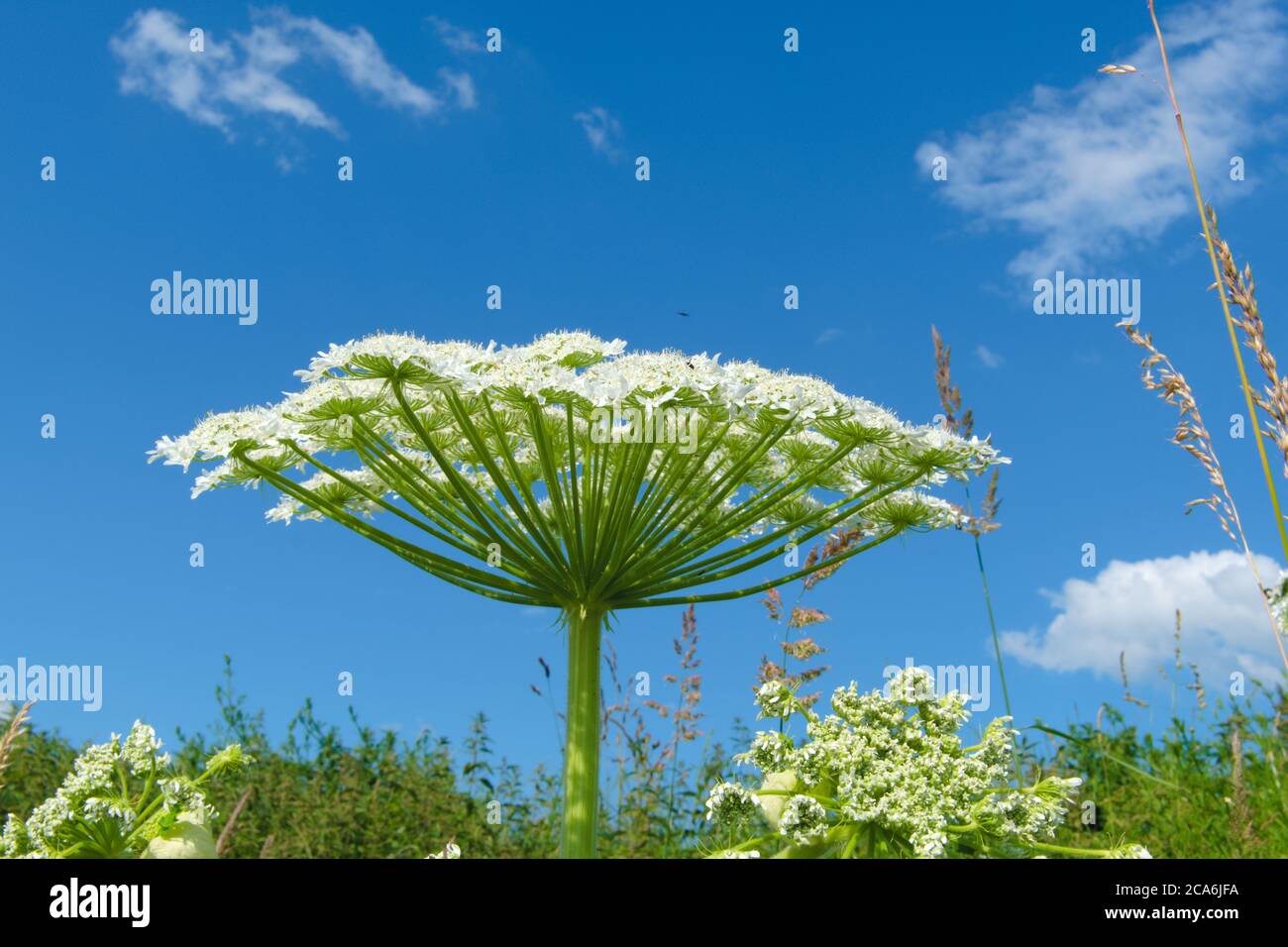Close-up of the Flowers of a giant Hogweed isolated on a blue sky as ...