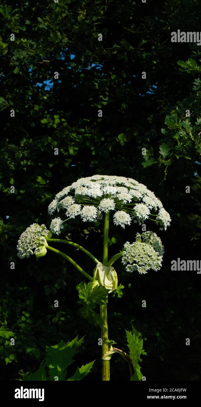 Close-up of the Flowers of a giant Hogweed isolated, scientific name ...