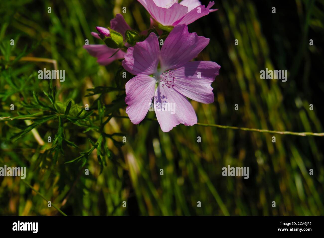 Close-up of a wild flower known as Musk Mallow, scientific name Malva ...